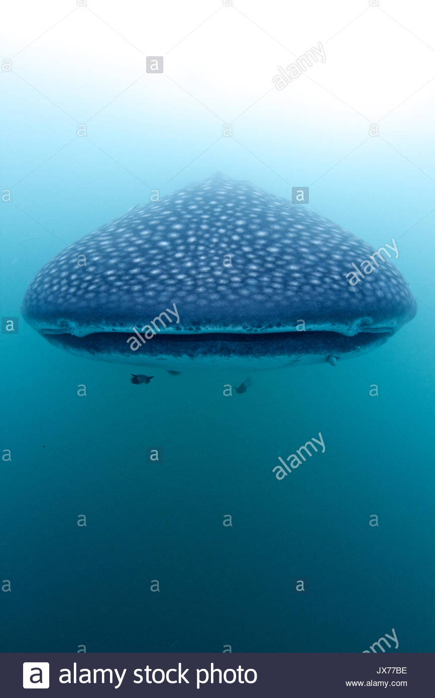 Sorsogon Stock Photos & Sorsogon Stock Images - Alamy