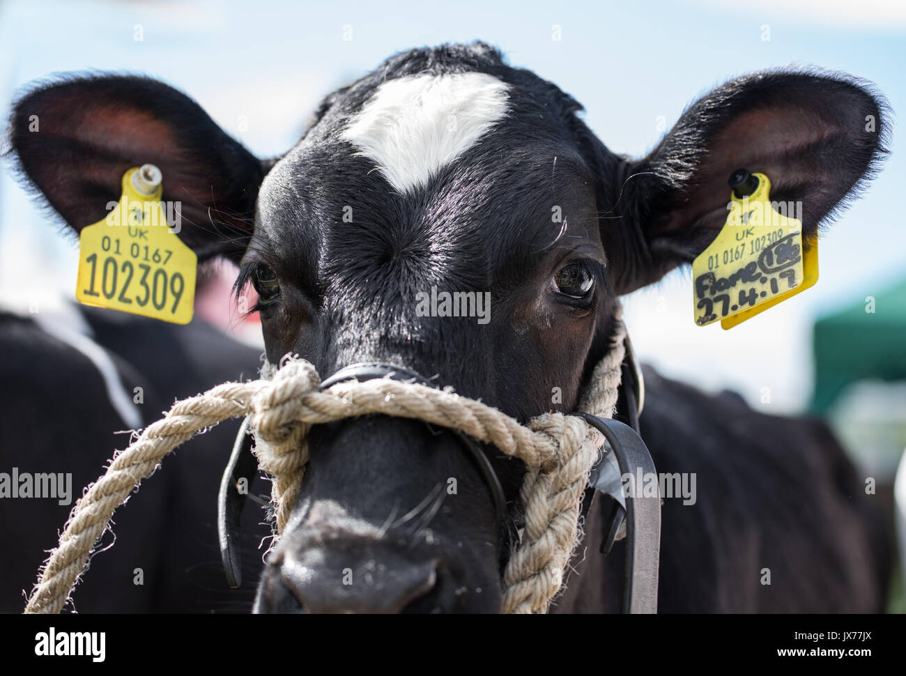 Friesian claf hi-res stock photography and images - Alamy