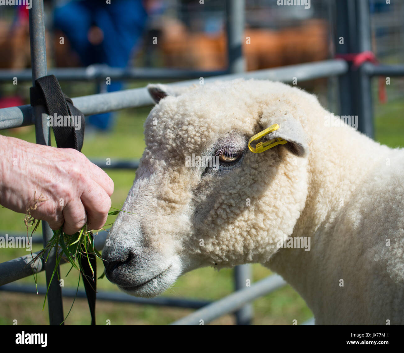 Sheep breeds hi-res stock photography and images - Alamy