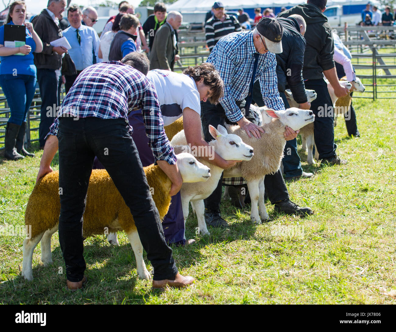 Show animal farm sheep hi-res stock photography and images - Alamy