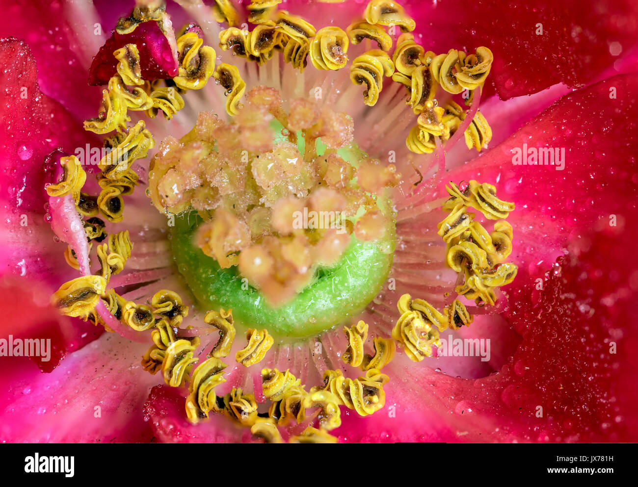 Red rose yellow center garden hi-res stock photography and images - Alamy