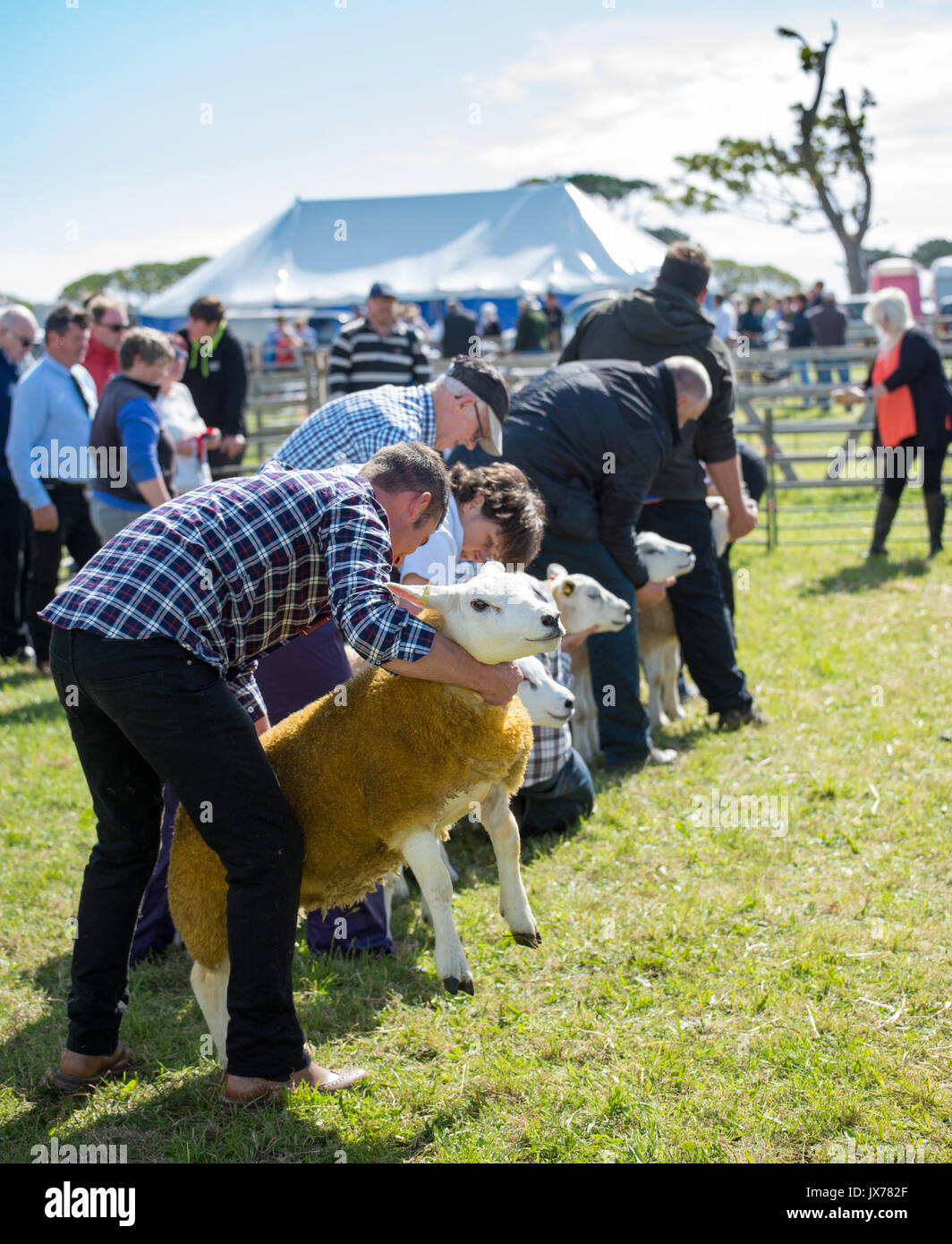 Sheep lined up for judging at Southern Agricultural show Stock Photo ...