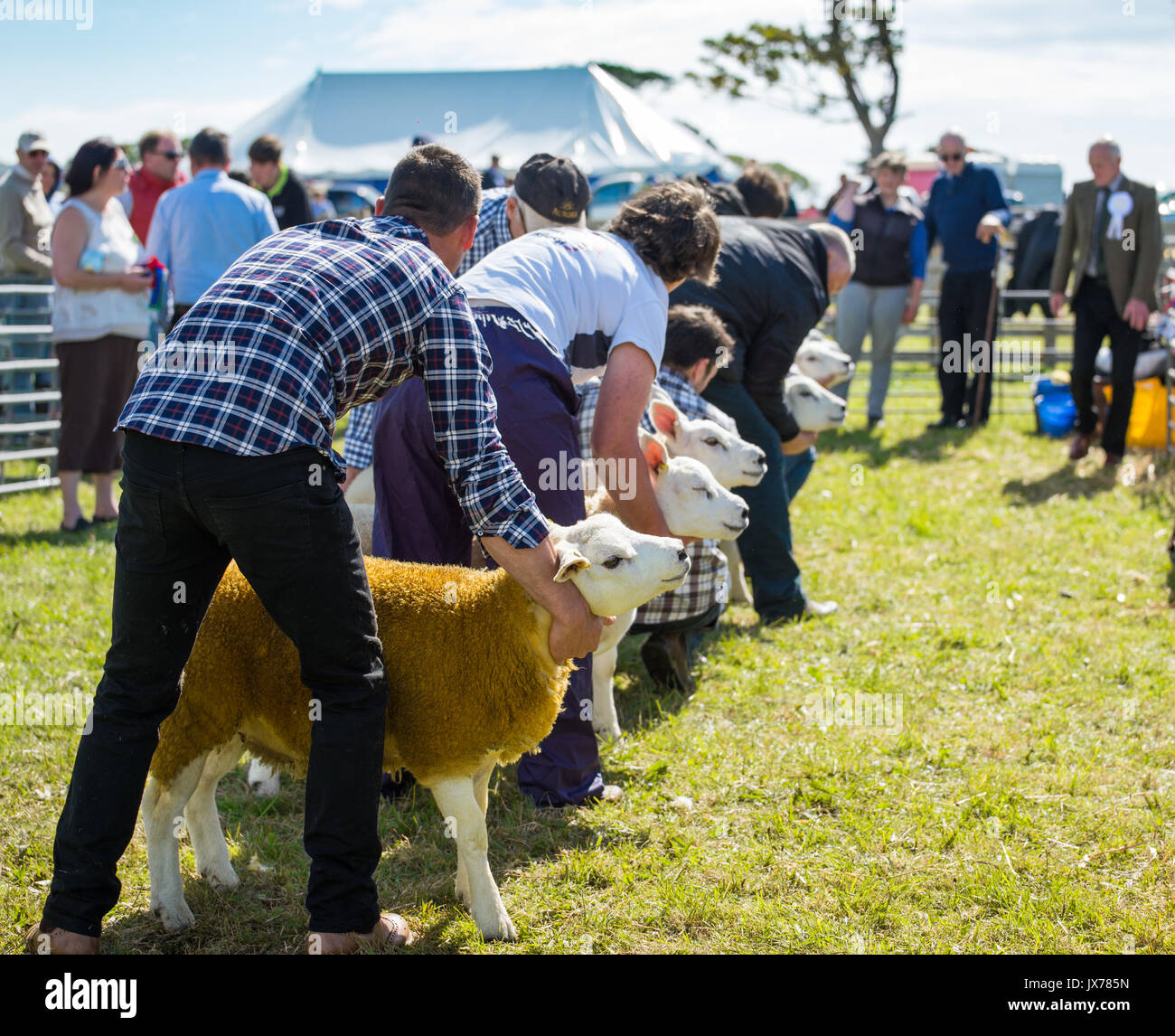Judging sheep breeds hi-res stock photography and images - Alamy