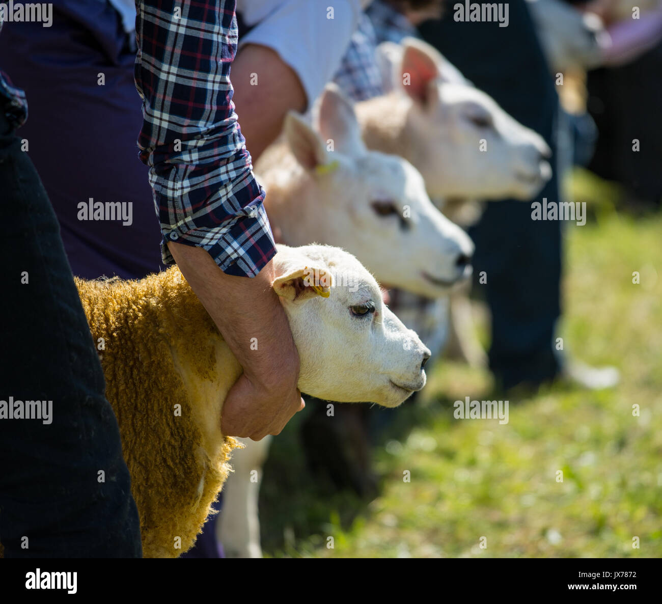 Sheep being judged at Southern Agricultural show Stock Photo - Alamy