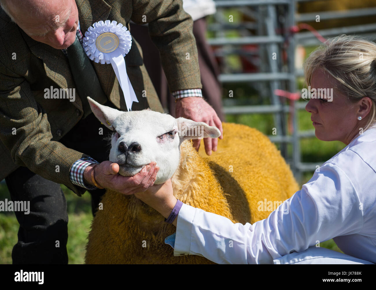Judging sheep breeds hi-res stock photography and images - Alamy