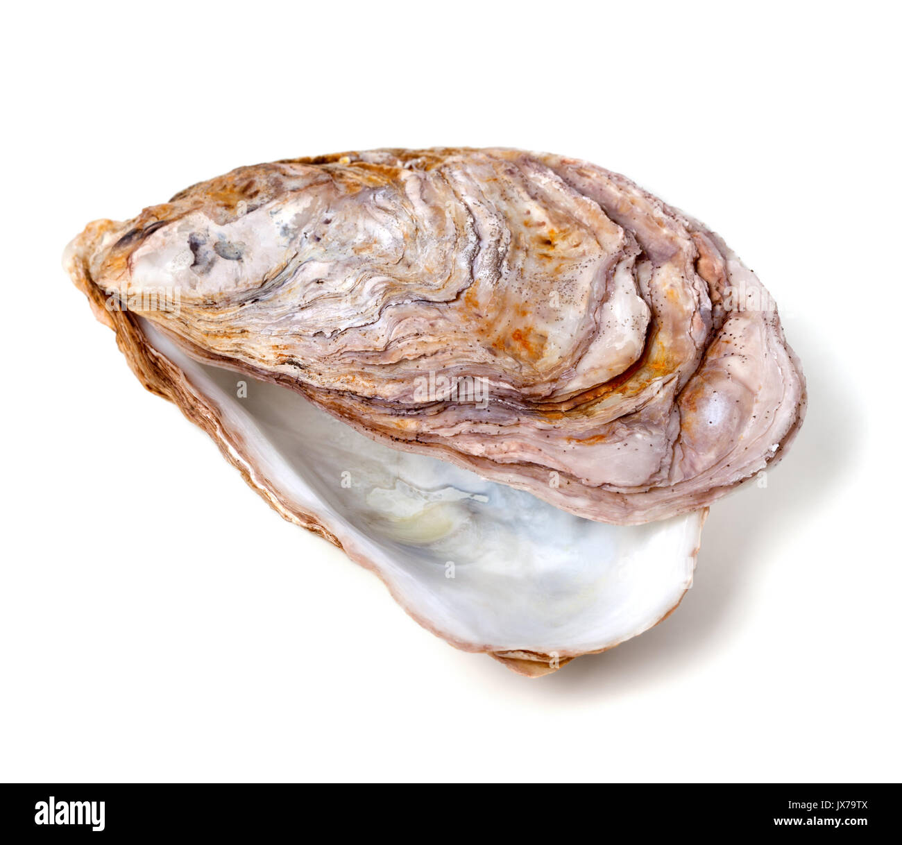 Empty seashell from oyster isolated on white background Stock Photo - Alamy