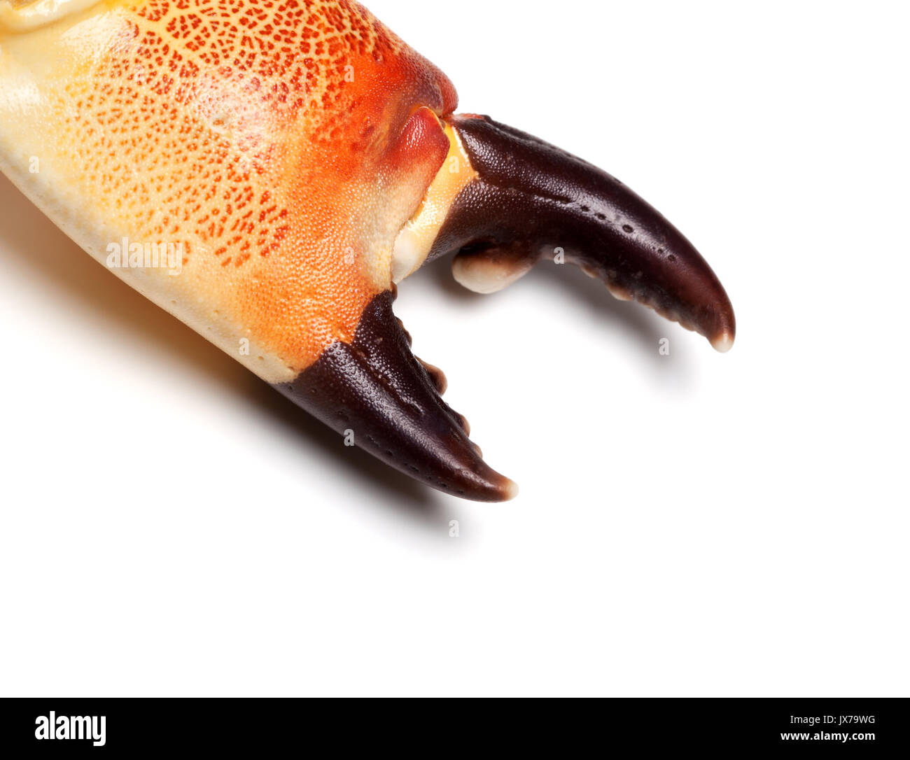 Cooked claw crab at corner. Isolated on white background. Close-up view ...
