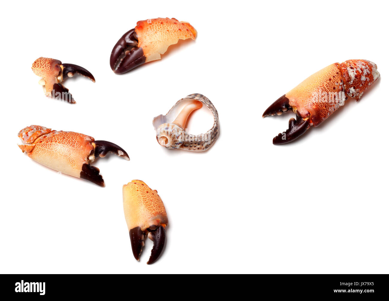 Cooked pincers from crab and empty broken rapana shell. Isolated on ...