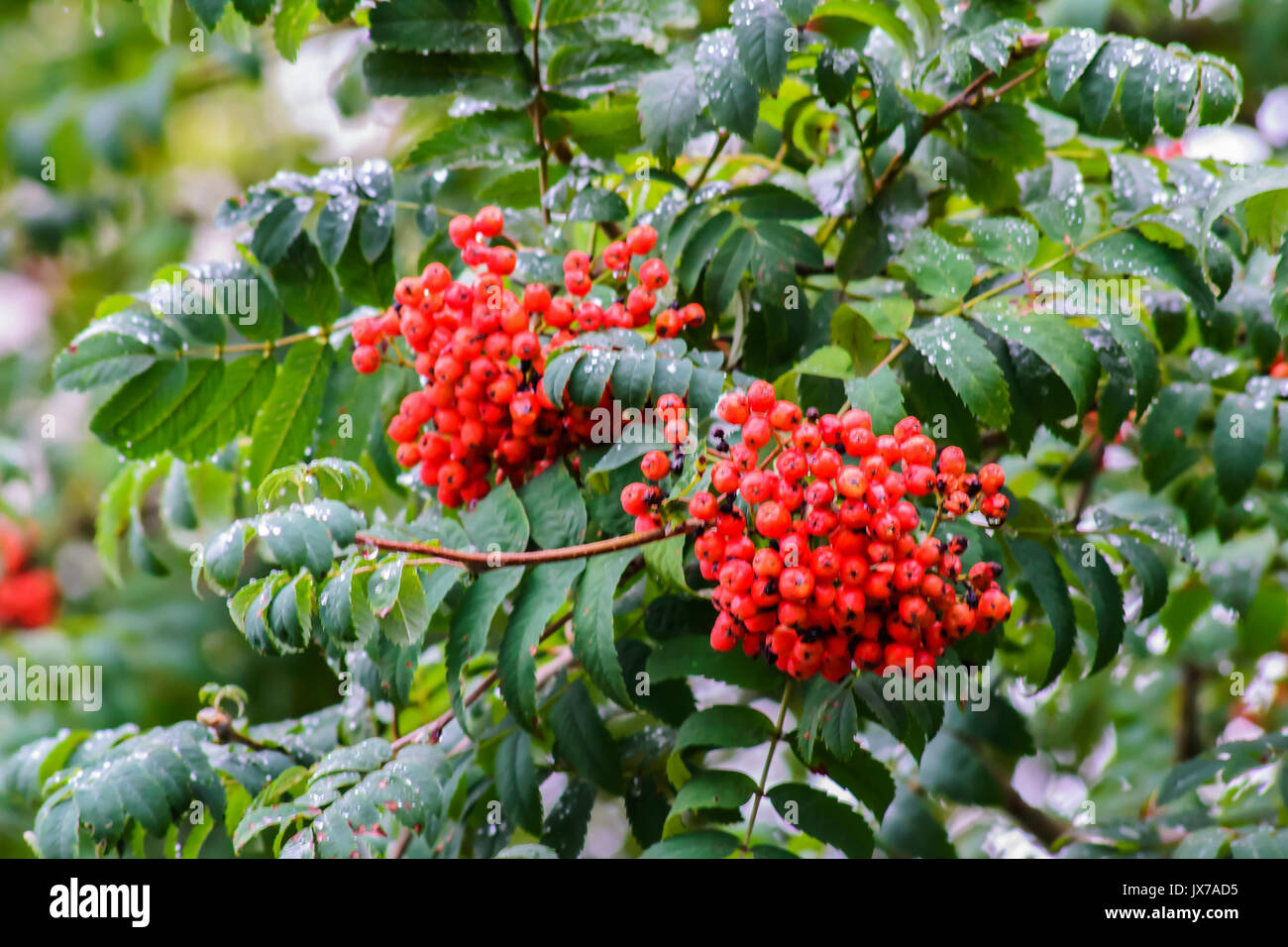 Rowanberry tree hi-res stock photography and images - Alamy