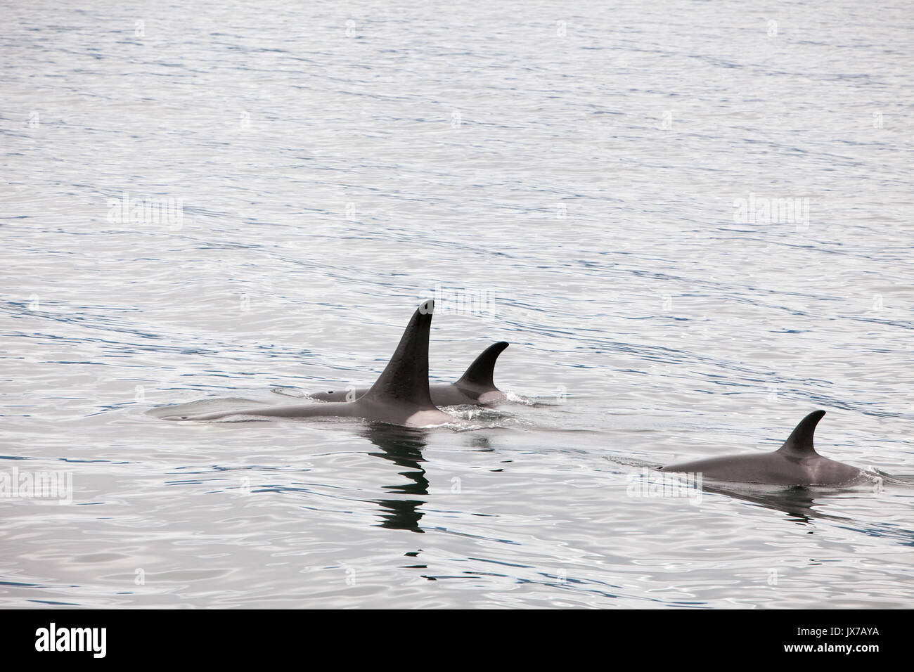 Three wild animals hi-res stock photography and images - Alamy