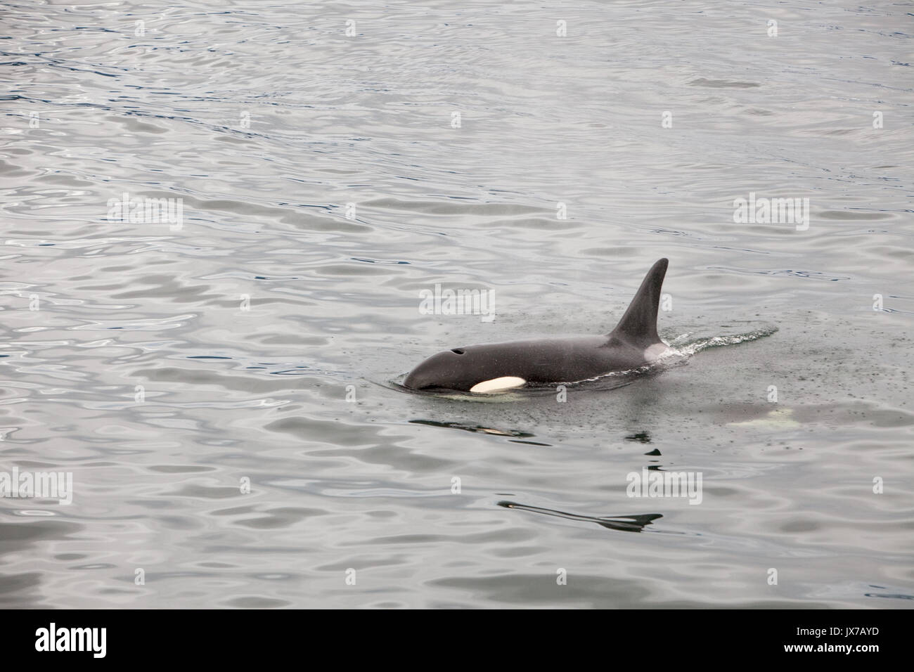 Orca image hi-res stock photography and images - Alamy