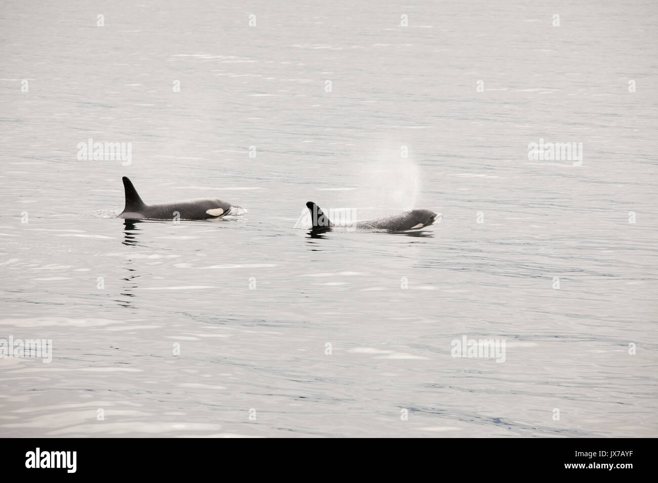 Two orca whales hi-res stock photography and images - Alamy