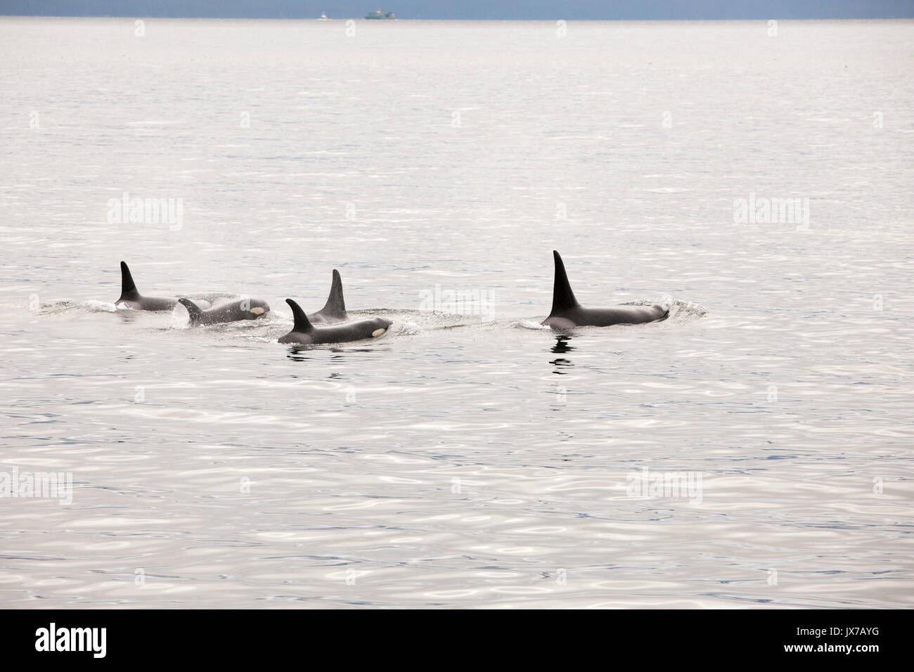 Five wild animals hi-res stock photography and images - Alamy