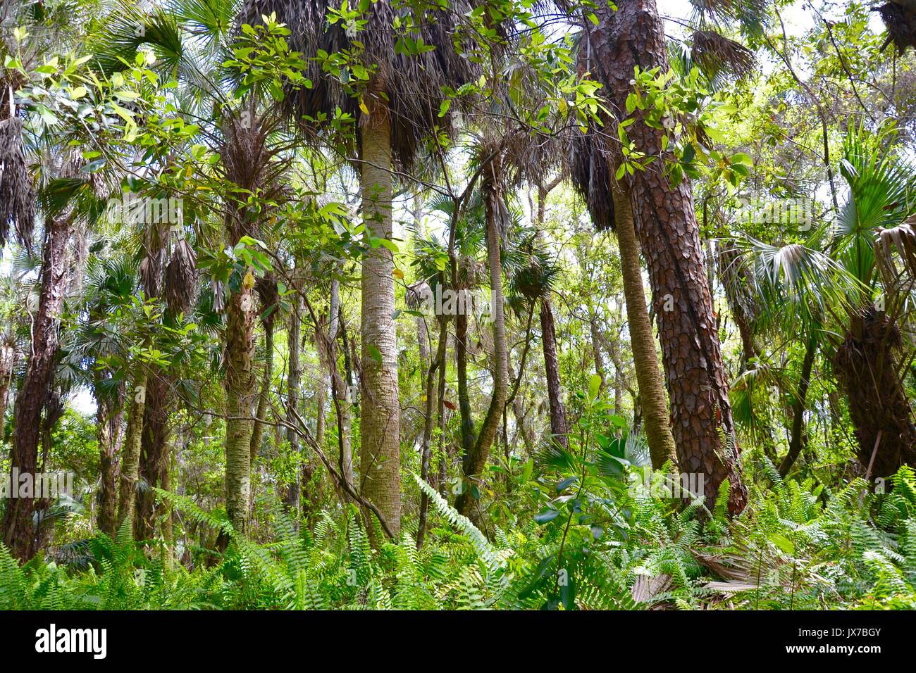 Native trees of florida hi-res stock photography and images - Alamy