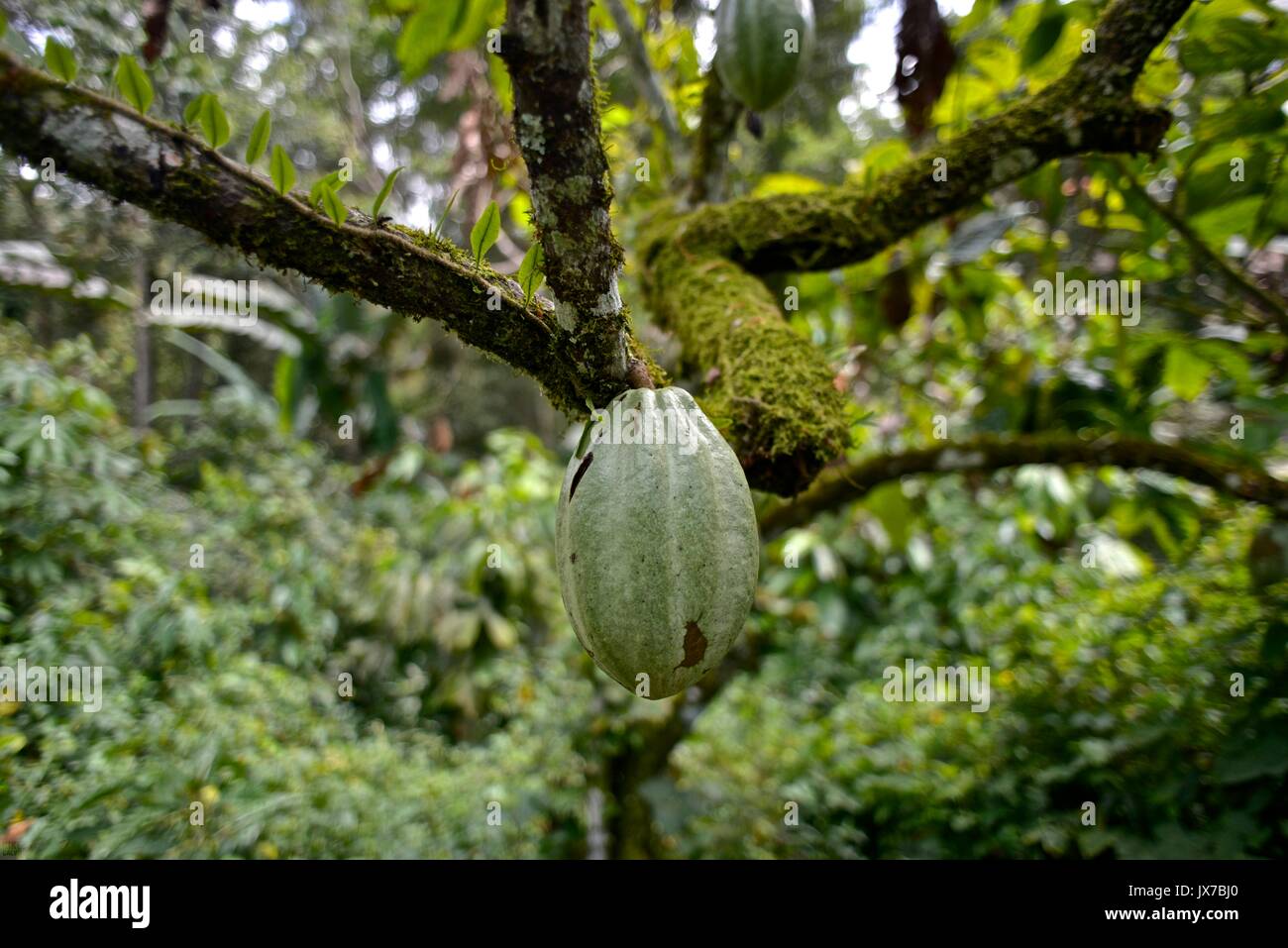 Cacao seed pod on hi-res stock photography and images - Alamy