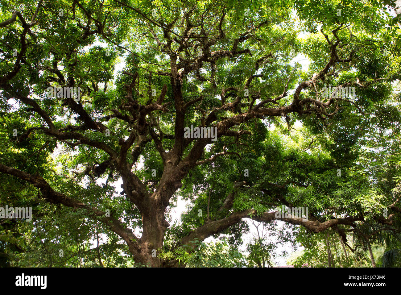 Shady tree hi-res stock photography and images - Alamy