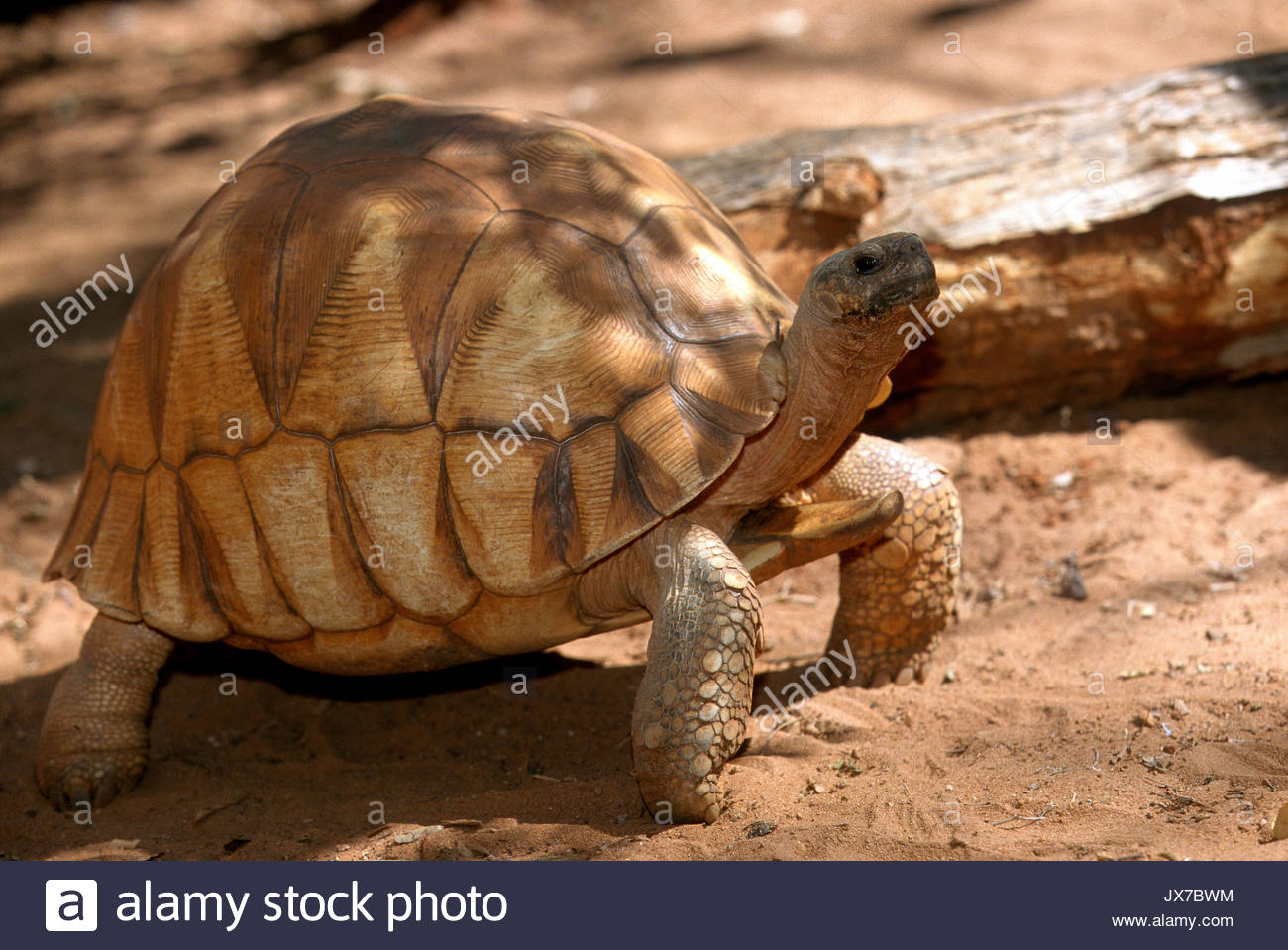 Ploughshare Stock Photos & Ploughshare Stock Images - Alamy