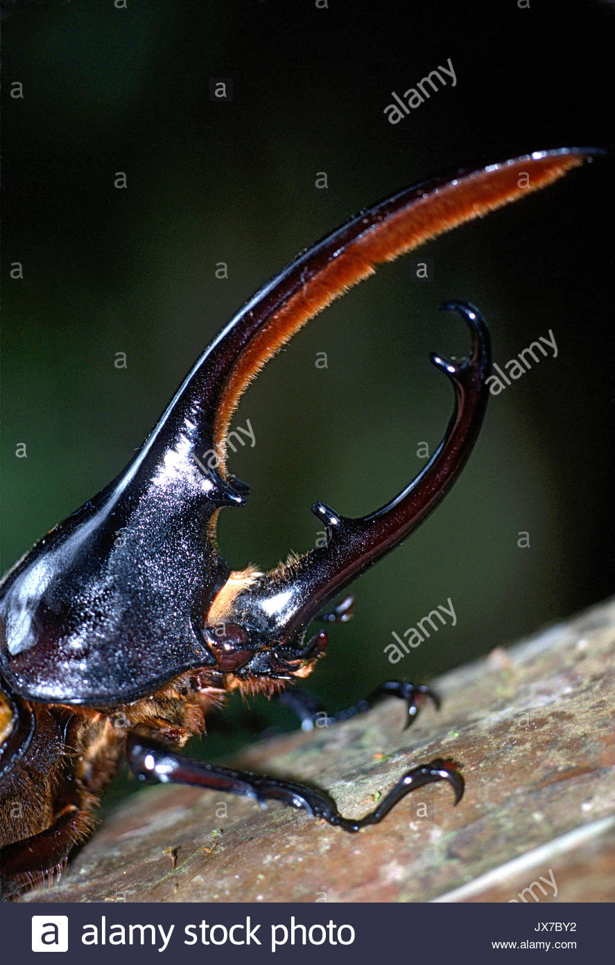 Beetles Costa Rica Stock Photos & Beetles Costa Rica Stock Images - Alamy