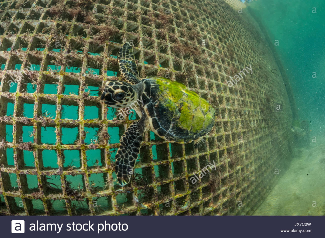 Underwater Rescue Stock Photos & Underwater Rescue Stock Images - Alamy