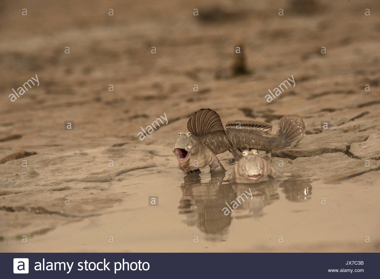 Mudskippers Stock Photos & Mudskippers Stock Images - Alamy