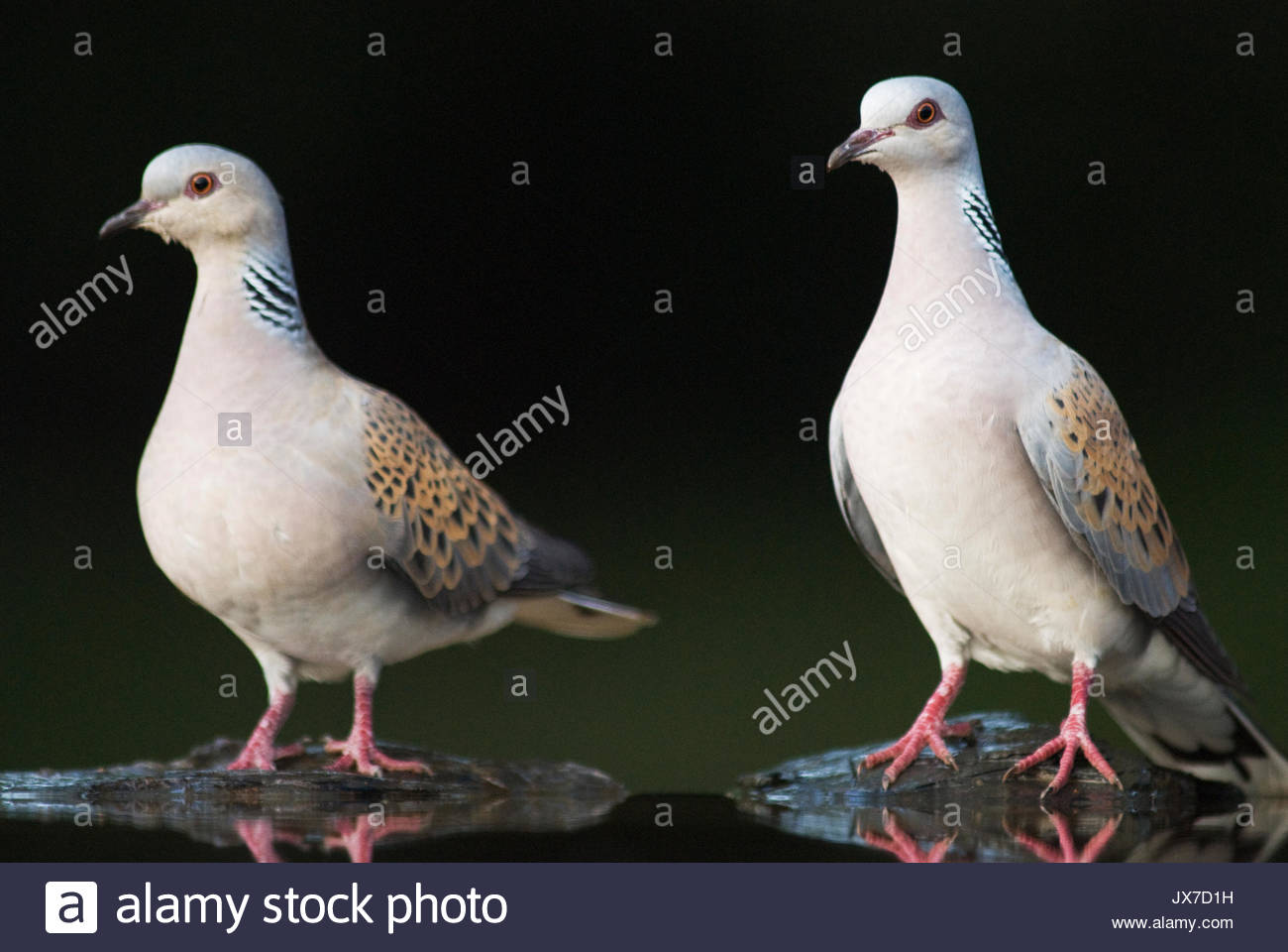 Two Turtle Doves Stock Photos & Two Turtle Doves Stock Images - Alamy