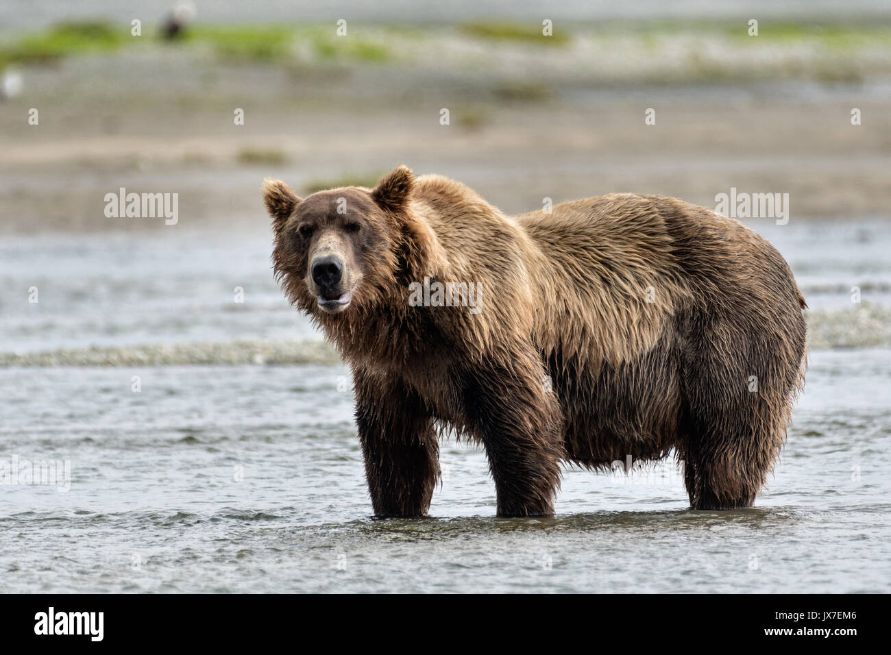 at the McNeil River State Game Sanctuary on the Kenai Peninsula, Alaska ...