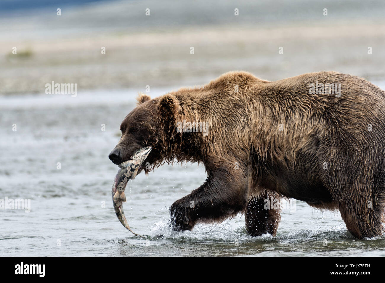 at the McNeil River State Game Sanctuary on the Kenai Peninsula, Alaska ...
