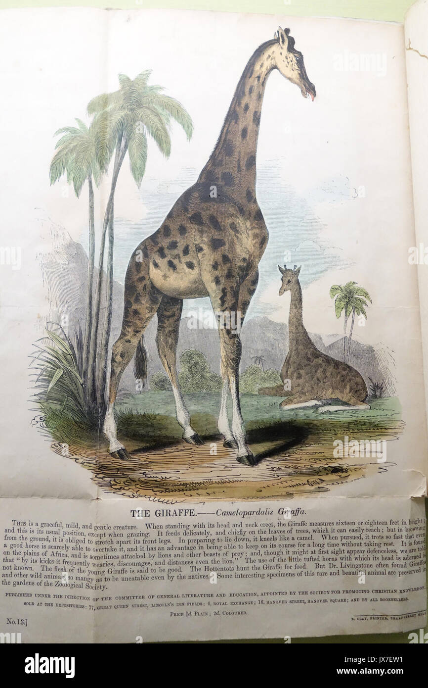 The Giraffe Camelopardalis Giraffa, Published under the Direction of ...