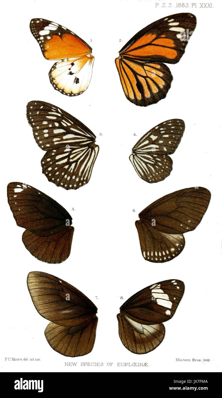 Moth migration research hi-res stock photography and images - Alamy