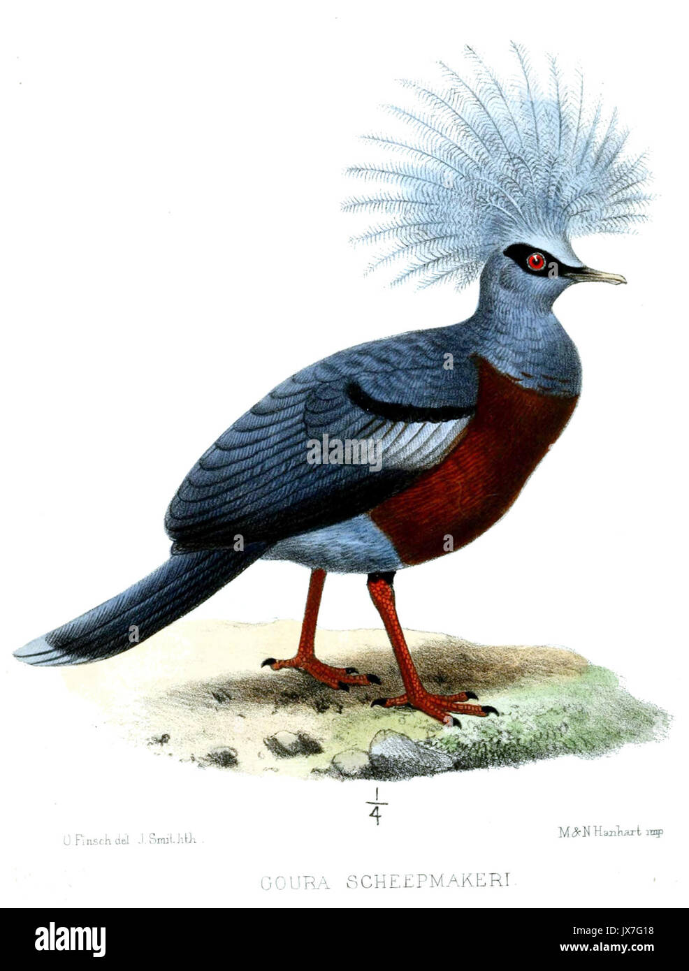 Scheepmakeri Cut Out Stock Images & Pictures - Alamy