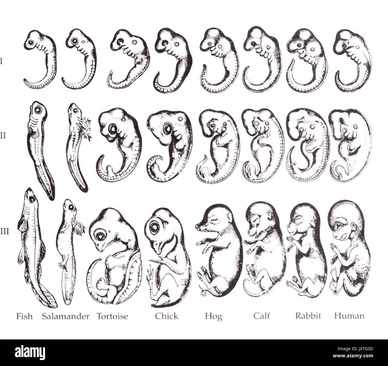 Scientific drawings Cut Out Stock Images & Pictures - Alamy