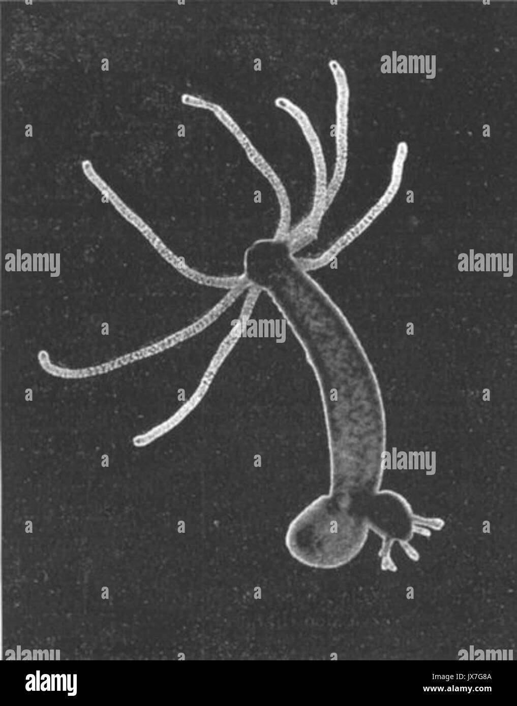 Hydra foto hi-res stock photography and images - Alamy