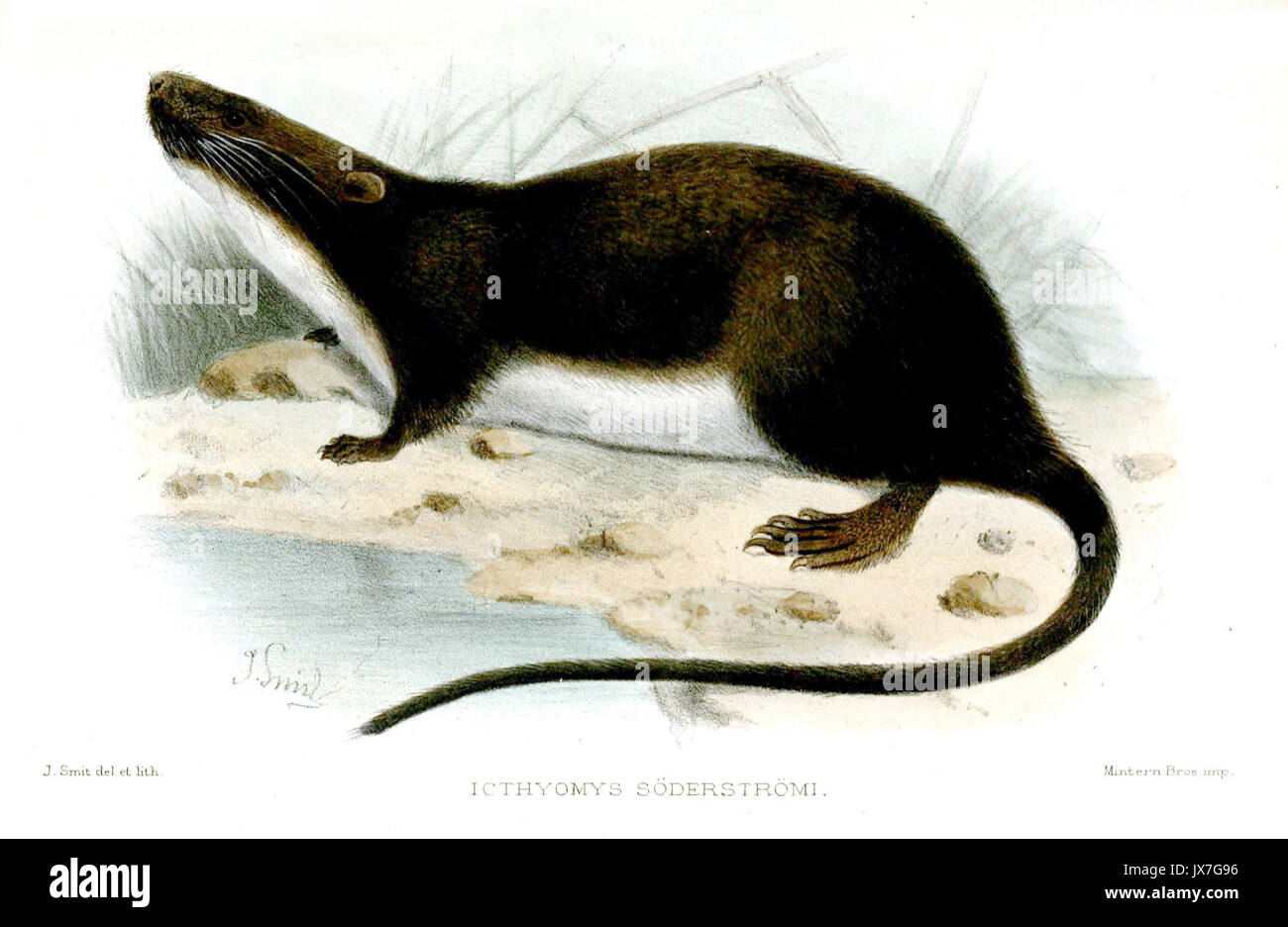 Ichthyomys hydrobates hi-res stock photography and images - Alamy