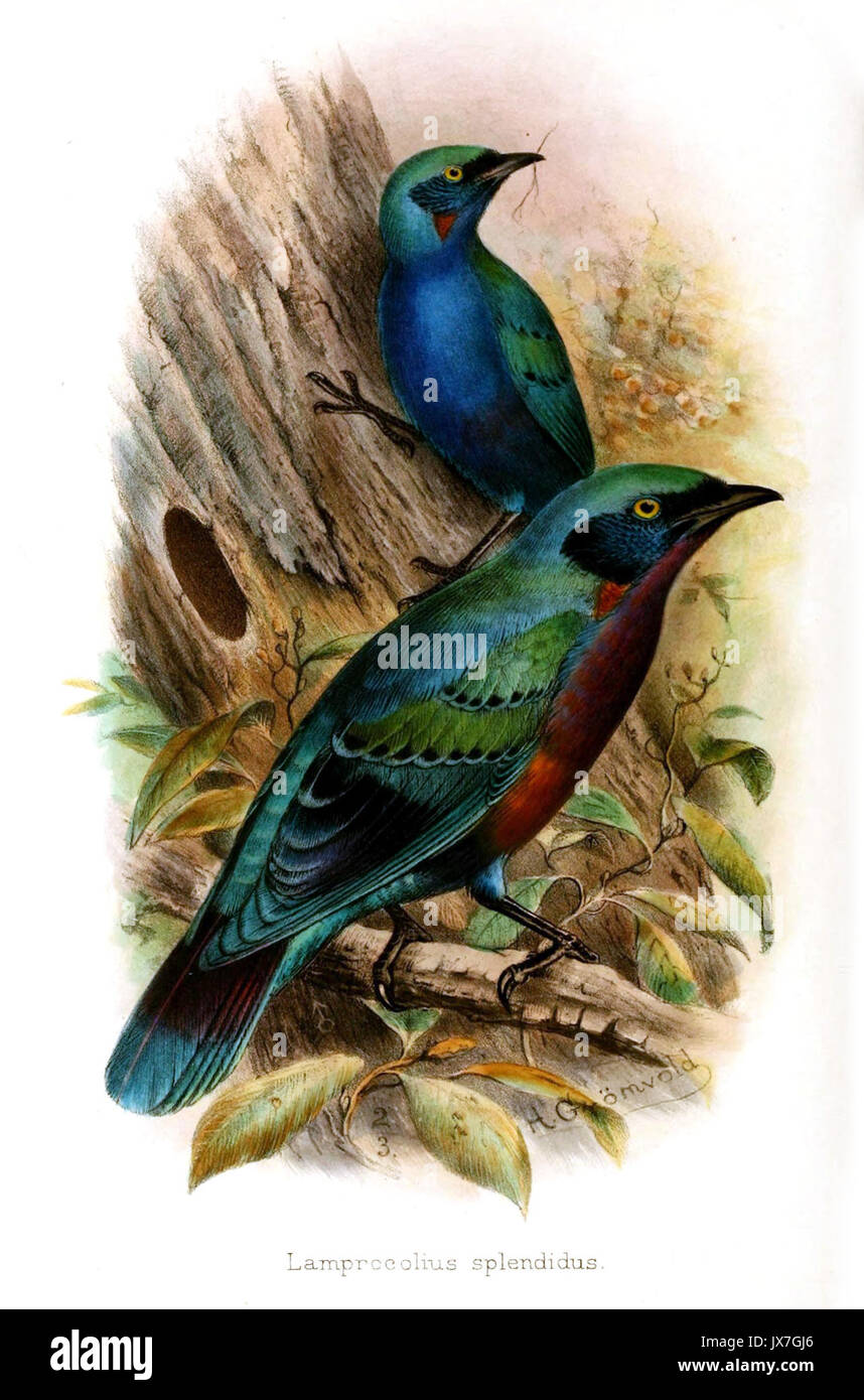 Lamprocolius splendidus Gronvold Stock Photo - Alamy