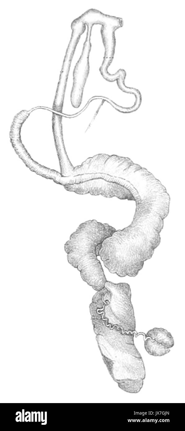 Limax Flavus High Resolution Stock Photography and Images - Alamy