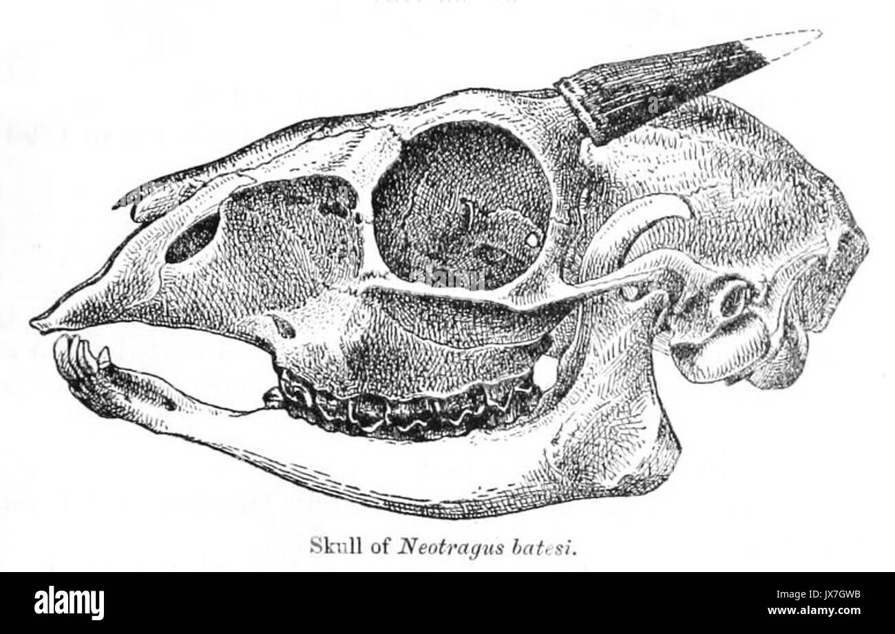 Neotragus batesi skull Stock Photo - Alamy