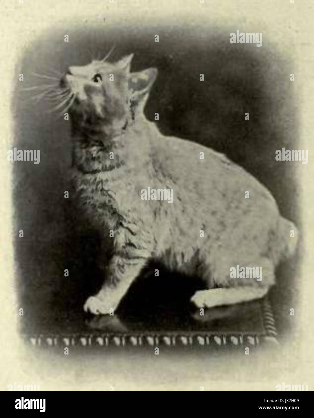 Manx art hi-res stock photography and images - Alamy