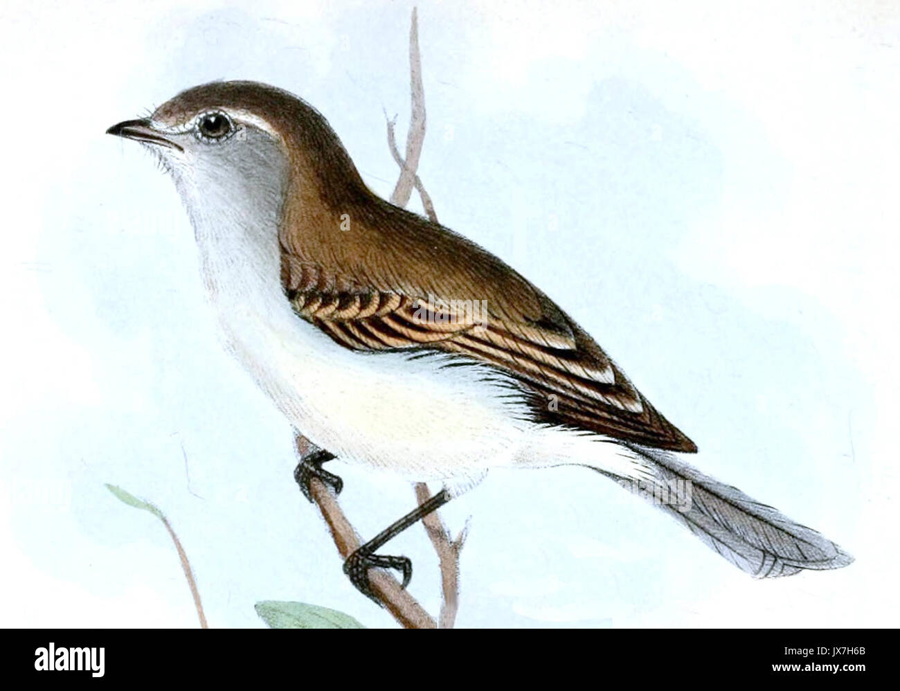 Murina hi-res stock photography and images - Alamy