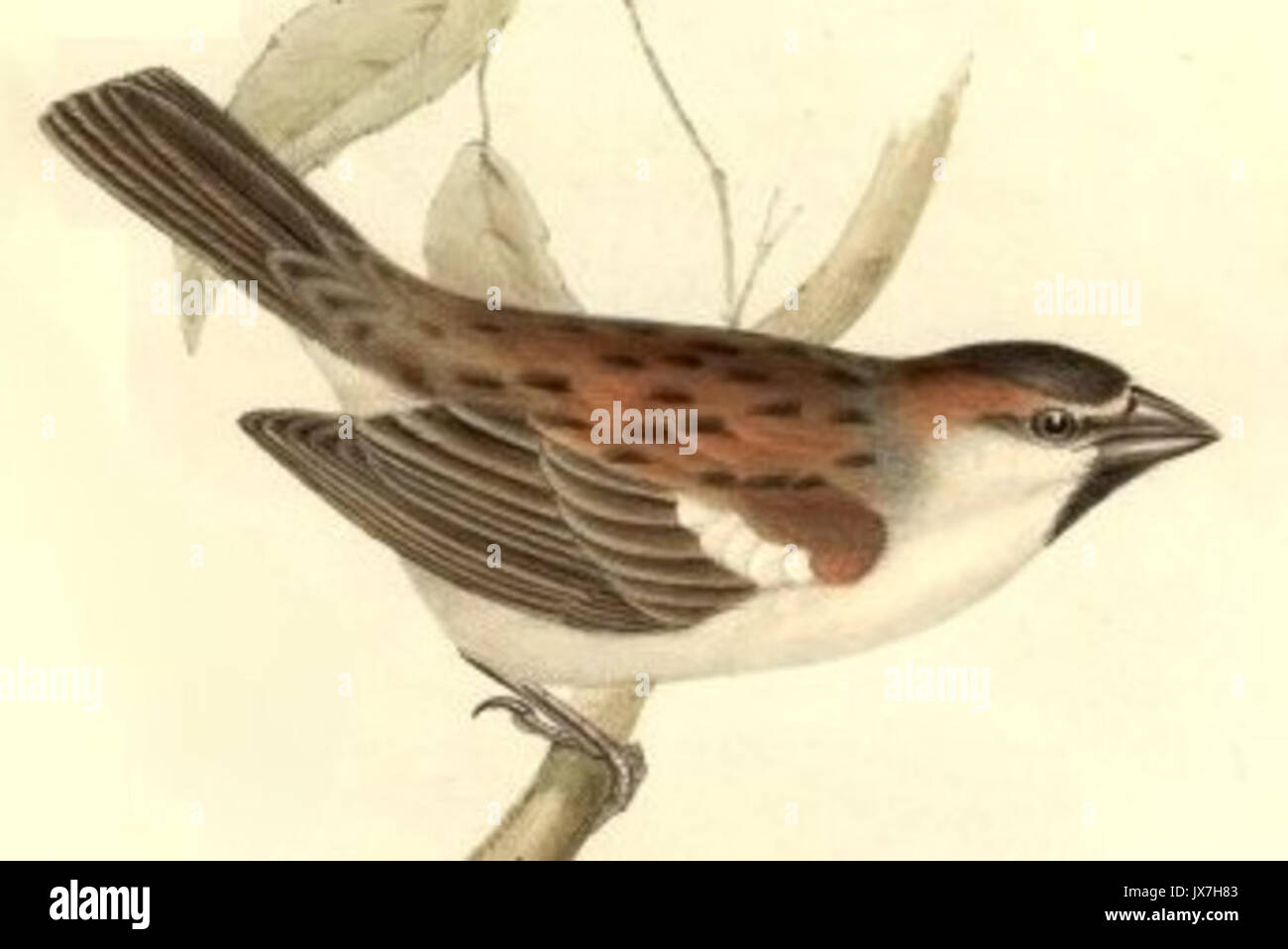 Passer iagoensis hi-res stock photography and images - Alamy