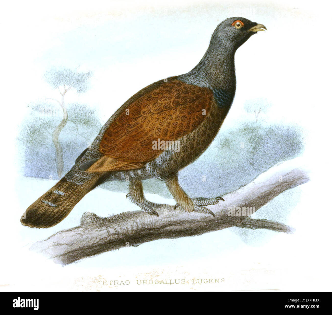 Large game bird Cut Out Stock Images & Pictures - Alamy