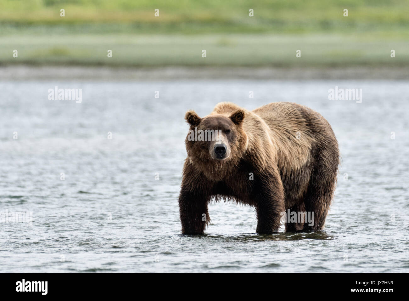 A grizzly bear boar looks for chum salmon in the lower lagoon at the ...