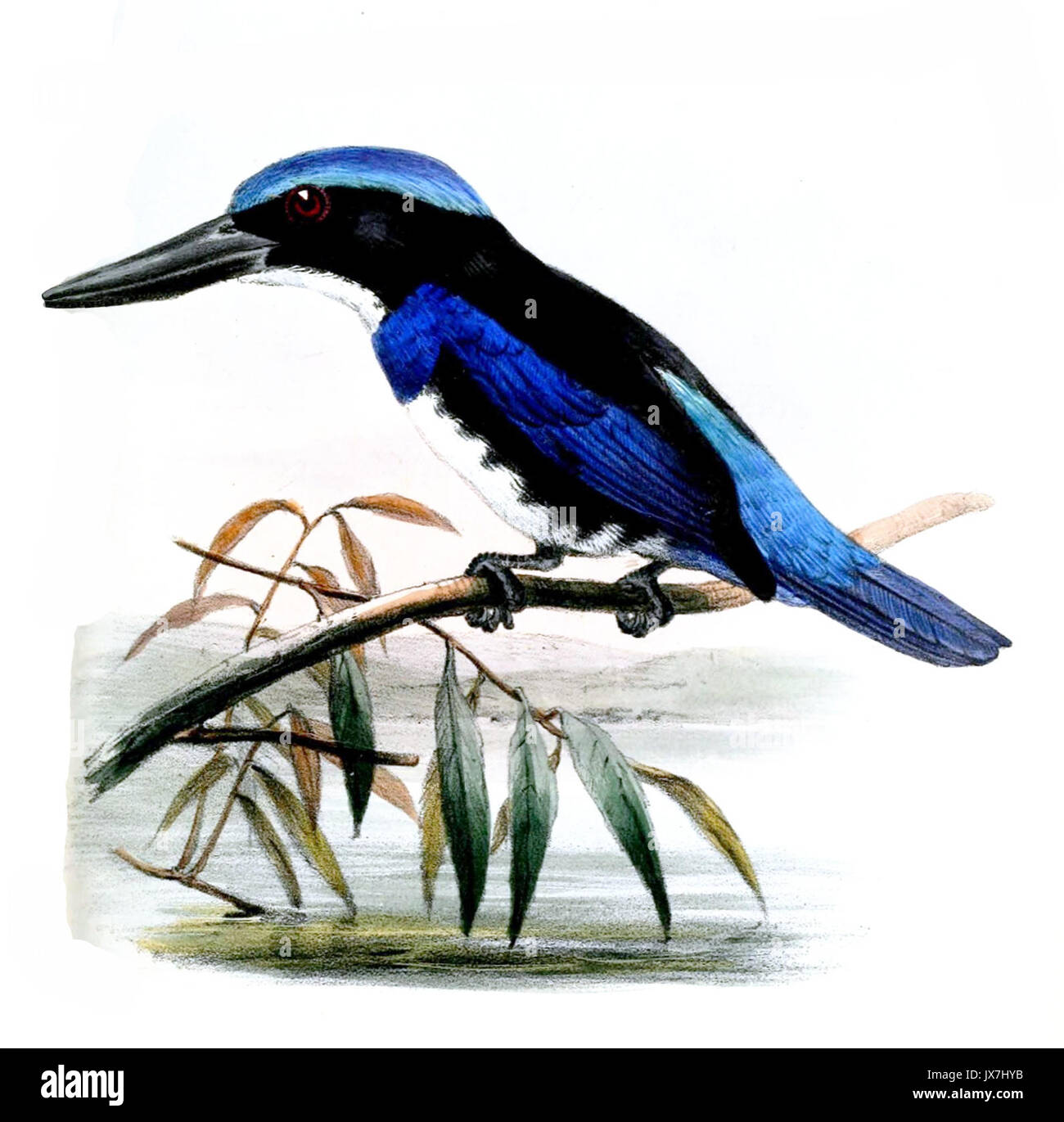 Halcyon species Cut Out Stock Images & Pictures - Alamy