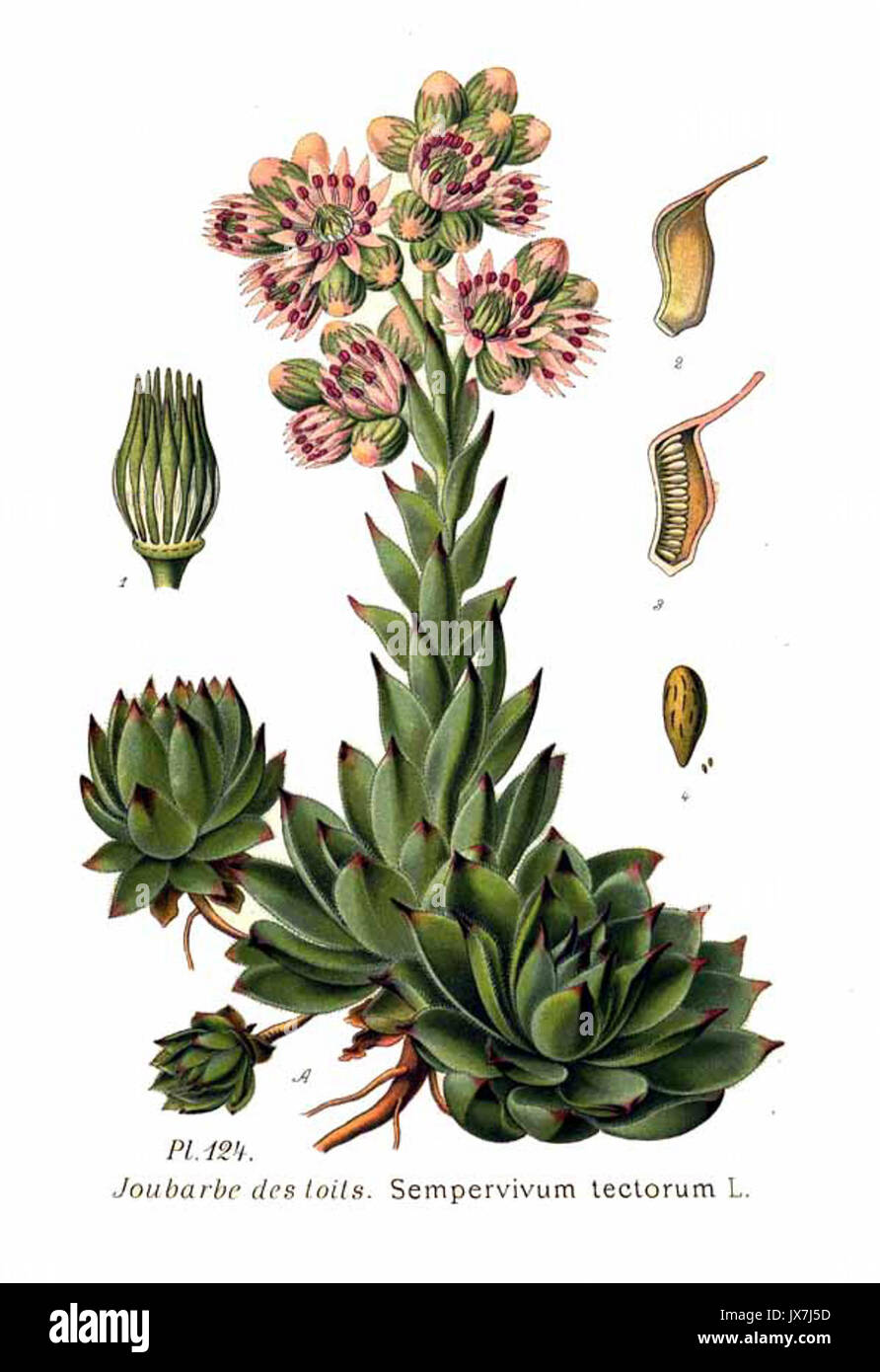 Sempervivum tectorum succulent hi-res stock photography and images - Alamy