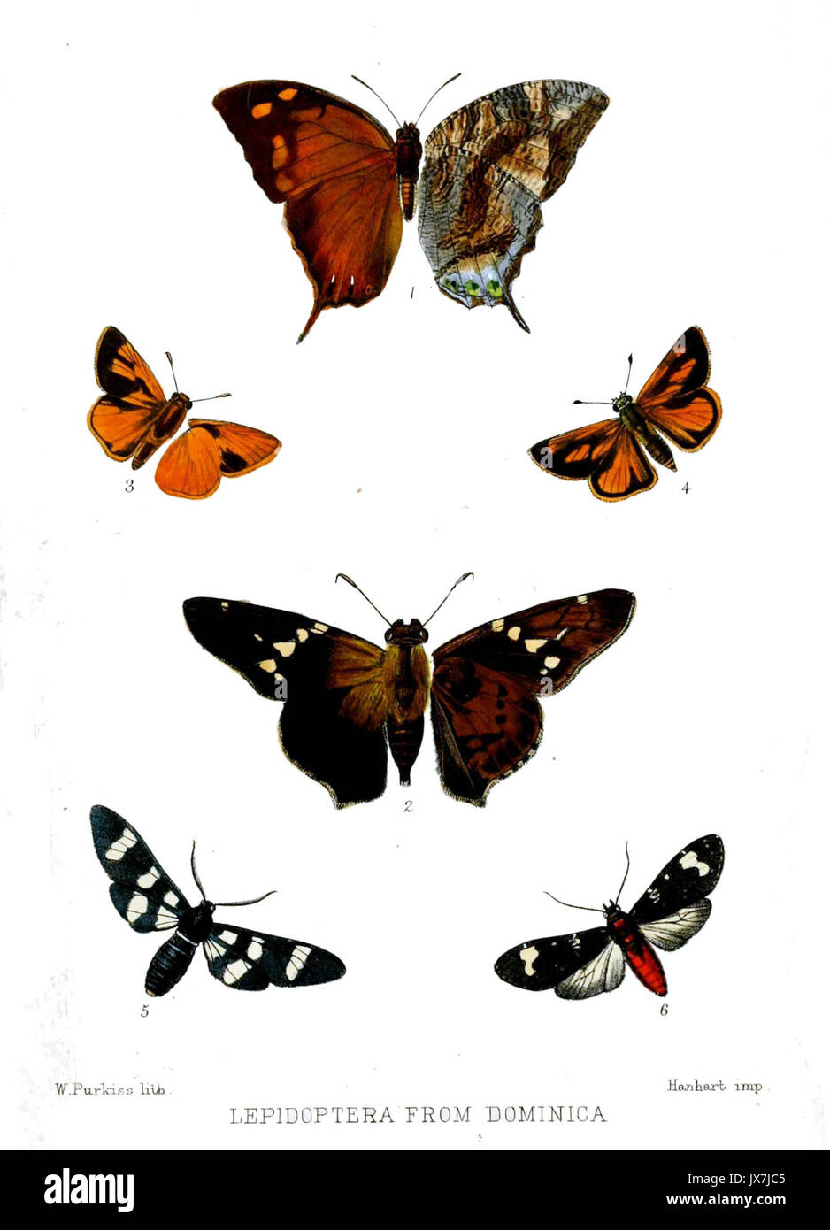 Caribbean insects Cut Out Stock Images & Pictures - Alamy