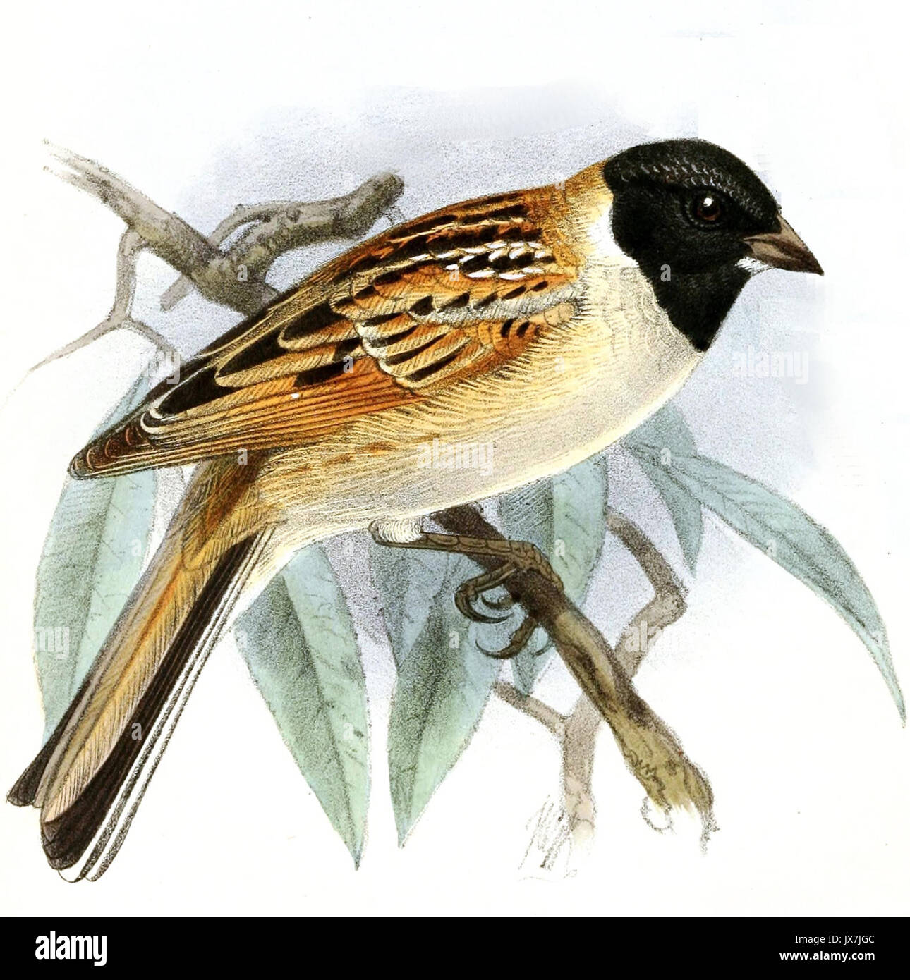 Emberiza yessoensis hi-res stock photography and images - Alamy