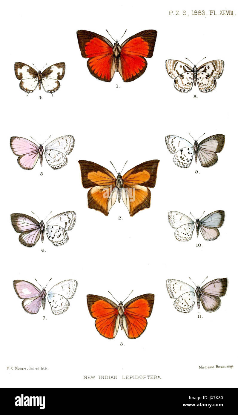 Understanding butterfly classification hi-res stock photography and ...