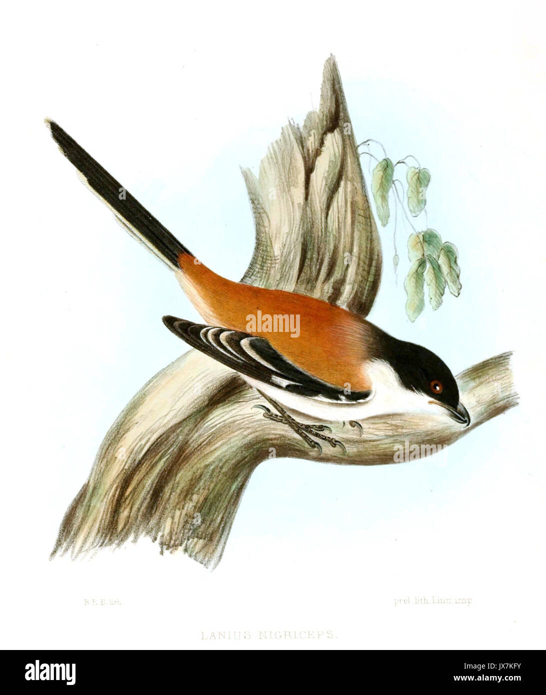 South asian black headed hi-res stock photography and images - Alamy