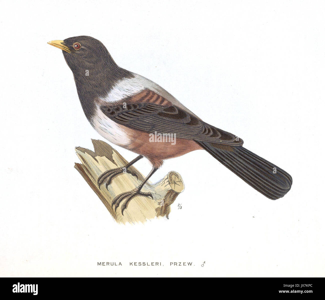 Merula legacy hi-res stock photography and images - Alamy