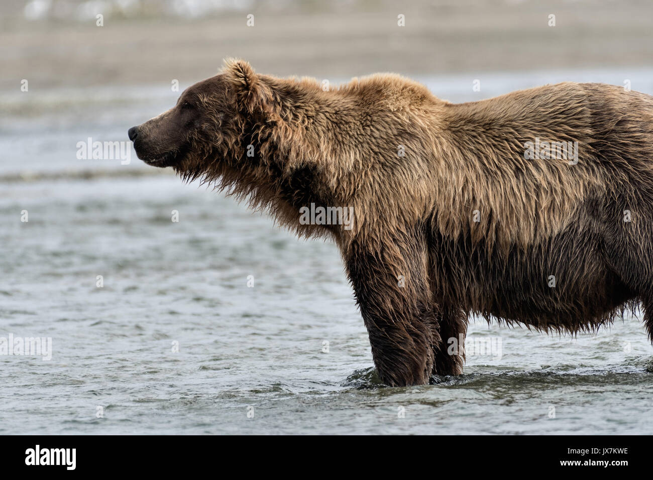 A large grizzly bear boar chases chum salmon in the lower lagoon at the ...