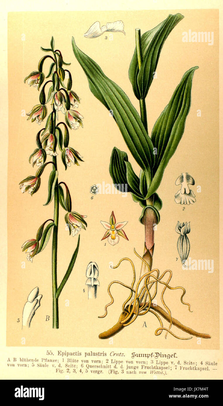 Epipactis illustration hi-res stock photography and images - Alamy